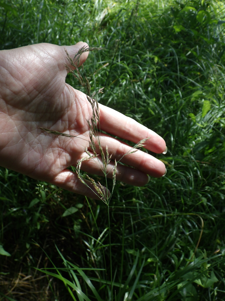 Purple Small-reed from Новгородский р-н, Новгородская обл., Россия on ...