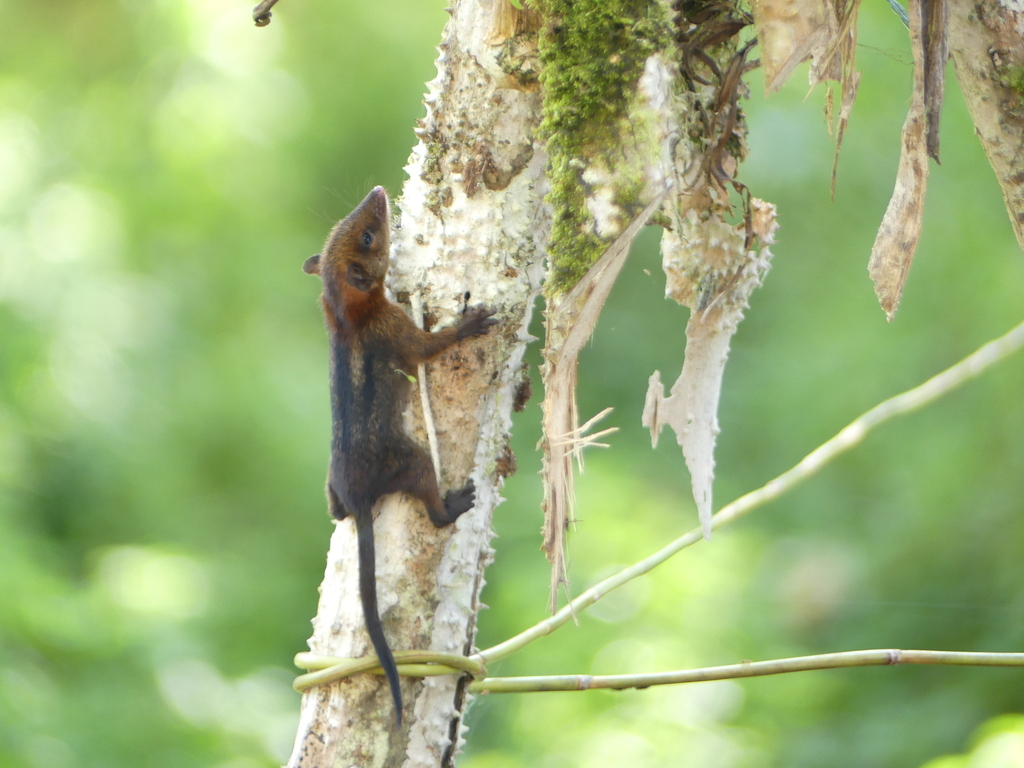 Three-striped Dasyure from South Manokwari Regency, West Papua ...