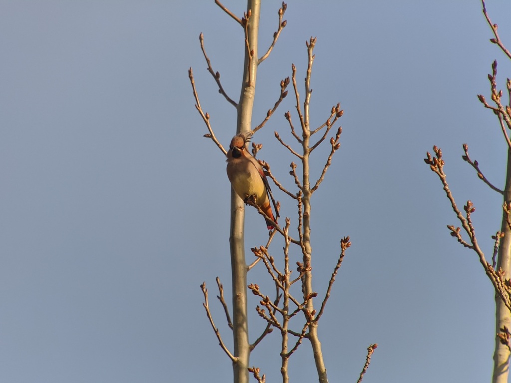 Japanese Waxwing in December 2019 by Sun Jiao · iNaturalist
