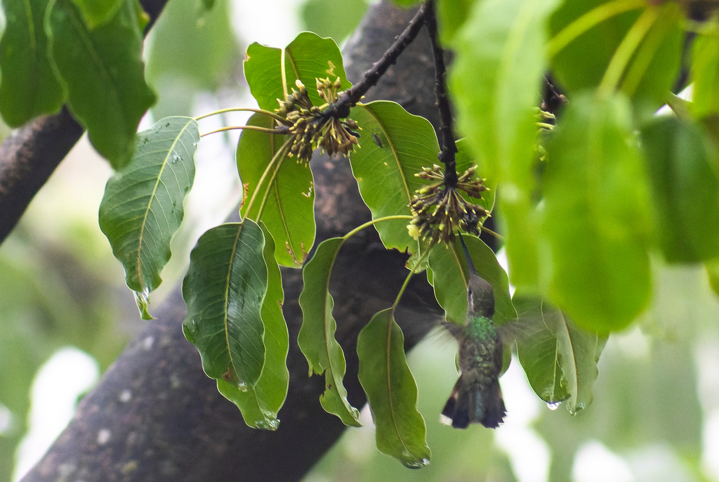 Sideroxylon capiri from Guadalajara, Jal., México on June 30, 2024 at ...