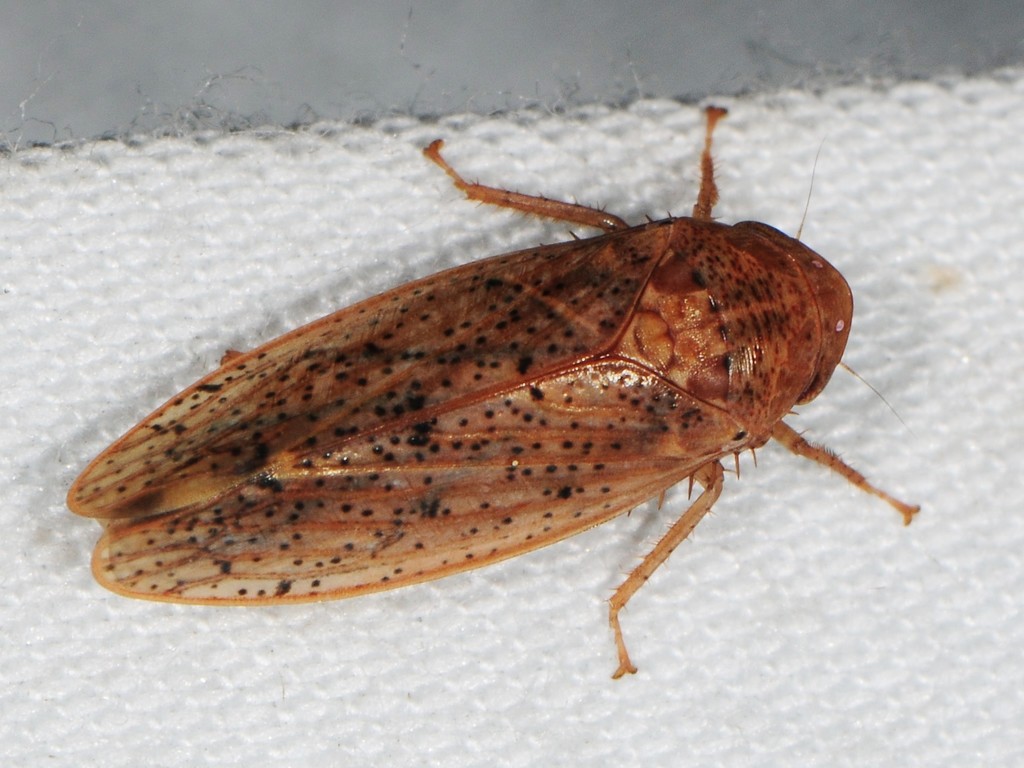 Ponana puncticollis (A guide to the Ecdysozoa: Insecta: Hemiptera (true ...