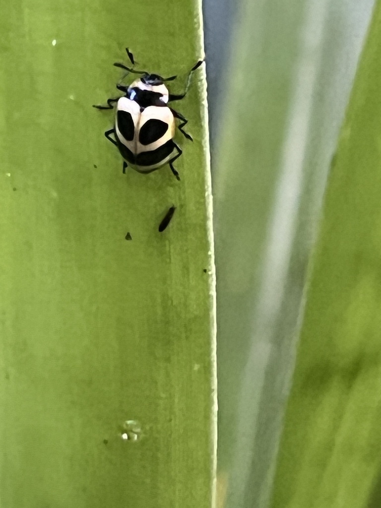 Winged and Once-winged Insects from Vía 242, Perez Zeledon, San Jose ...