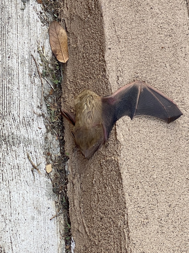 Southern Yellow Bat from N Gladiator Blvd, Roma, TX, US on July 1, 2024 ...