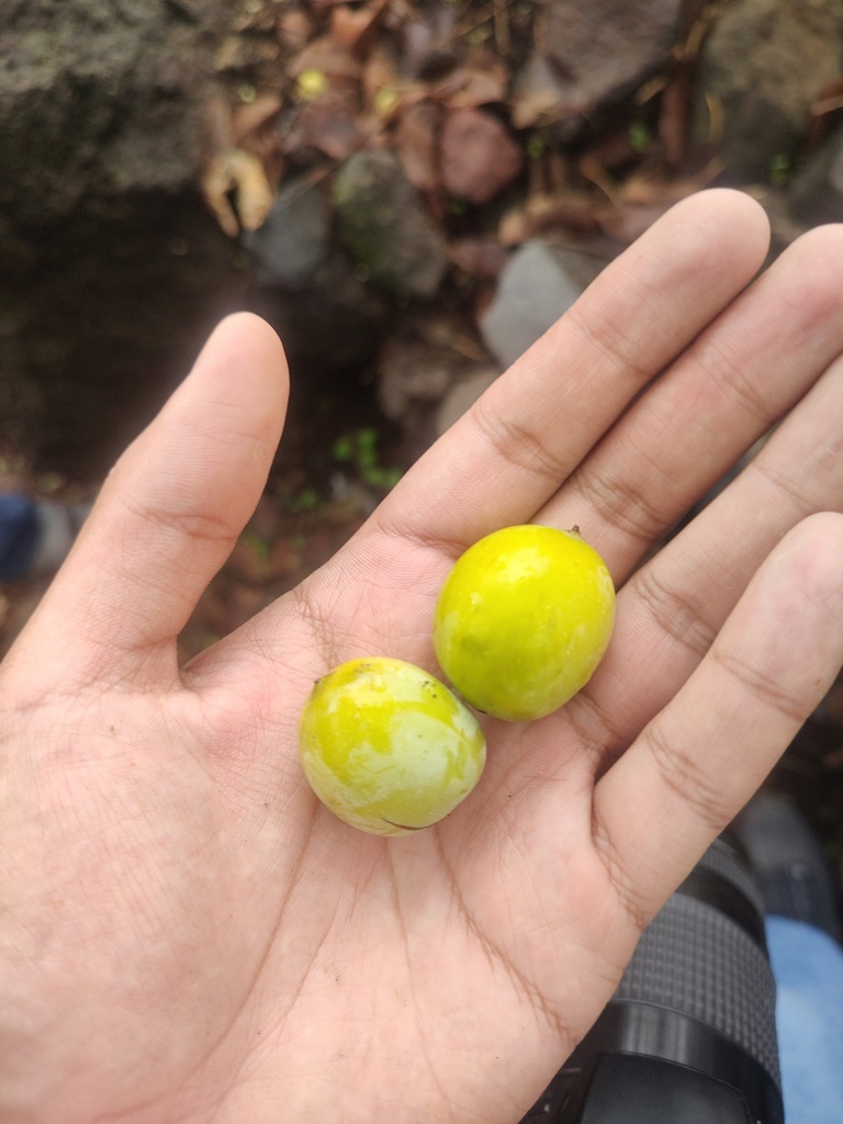 Sideroxylon capiri from Guadalajara, Jal., México on June 30, 2024 at ...