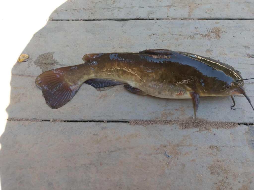 Brown Bullhead (Ameiurus nebulosus) - Marine Life Identification