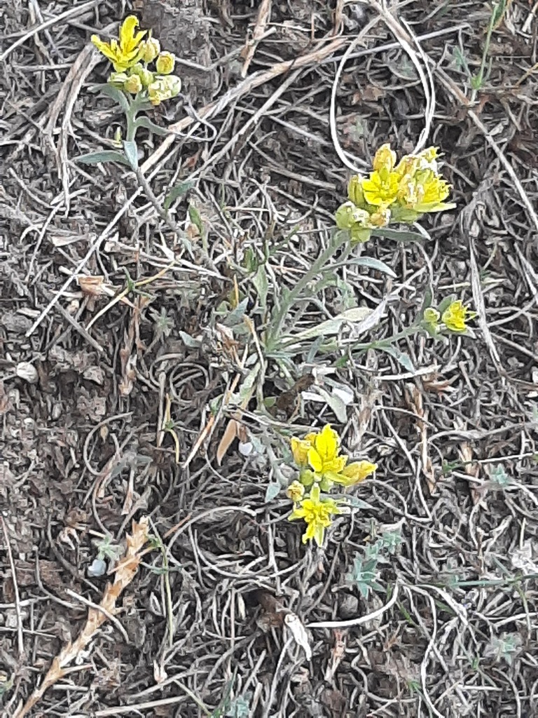 bladderpods from Otero County, CO, USA on April 28, 2024 at 10:28 AM by ...
