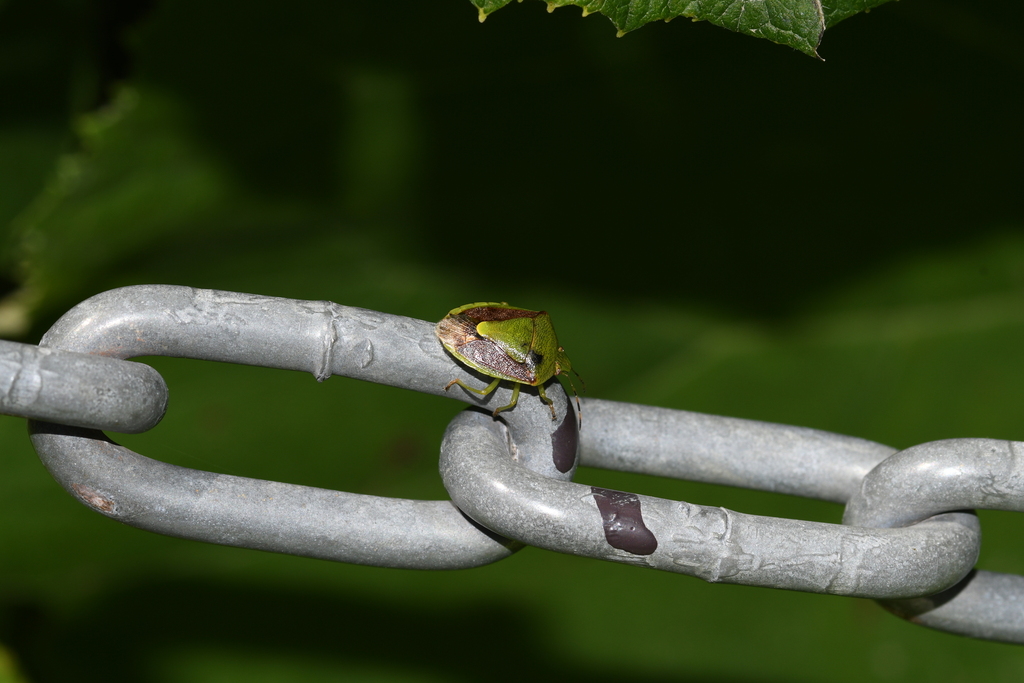 Oriental Stink Bug from Higashiasahikawacho, Asahikawa, Hokkaido, Japan ...