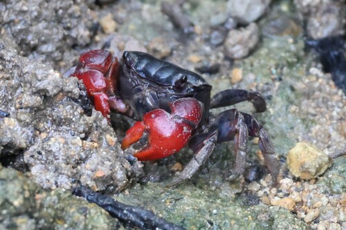 Neosarmatium indicum · iNaturalist