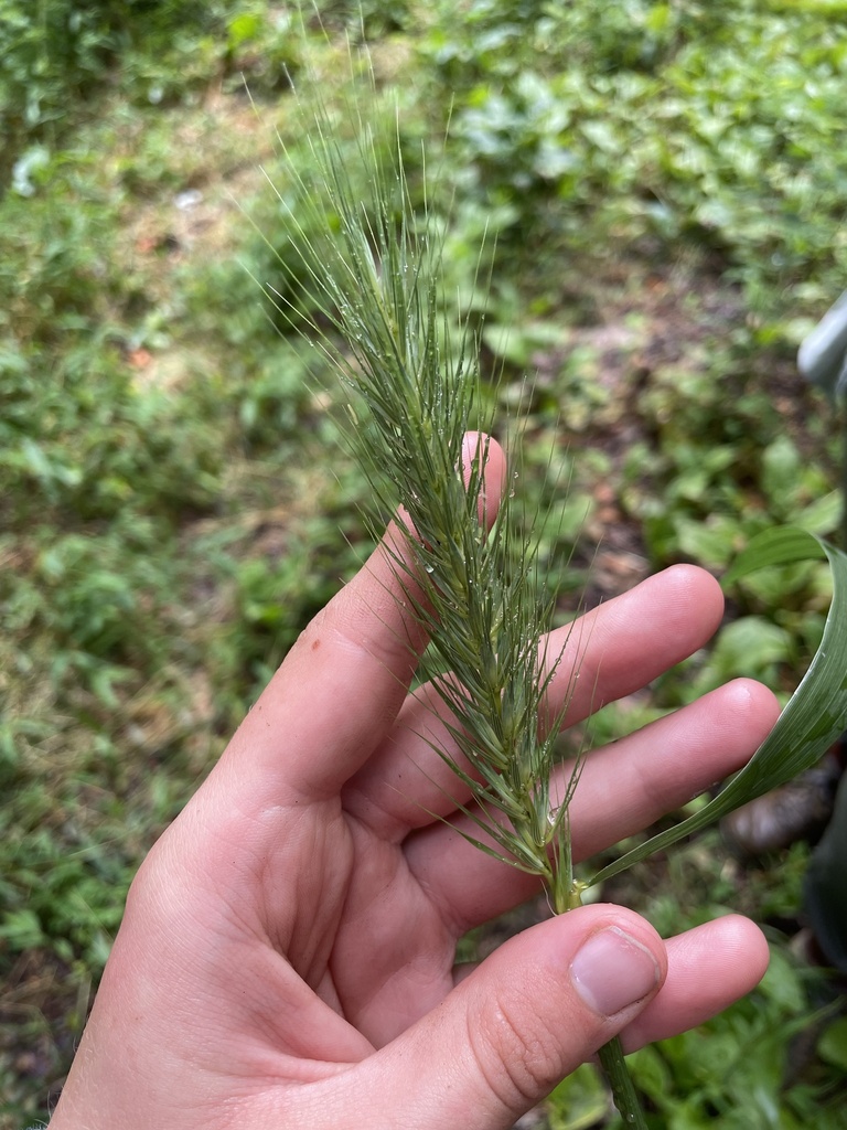 Wild Ryes and Wheatgrasses from Pisgah National Forest, Marion, NC, US ...
