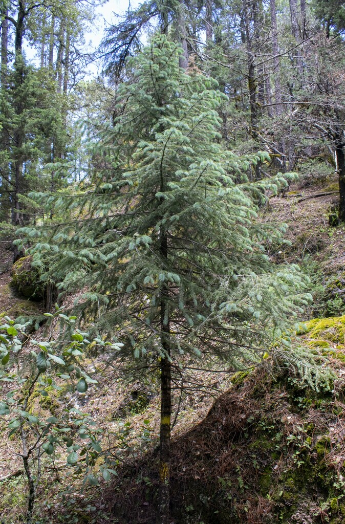 Chihuahua spruce from Pueblo Nuevo, Dgo., México on June 30, 2024 at 01 ...