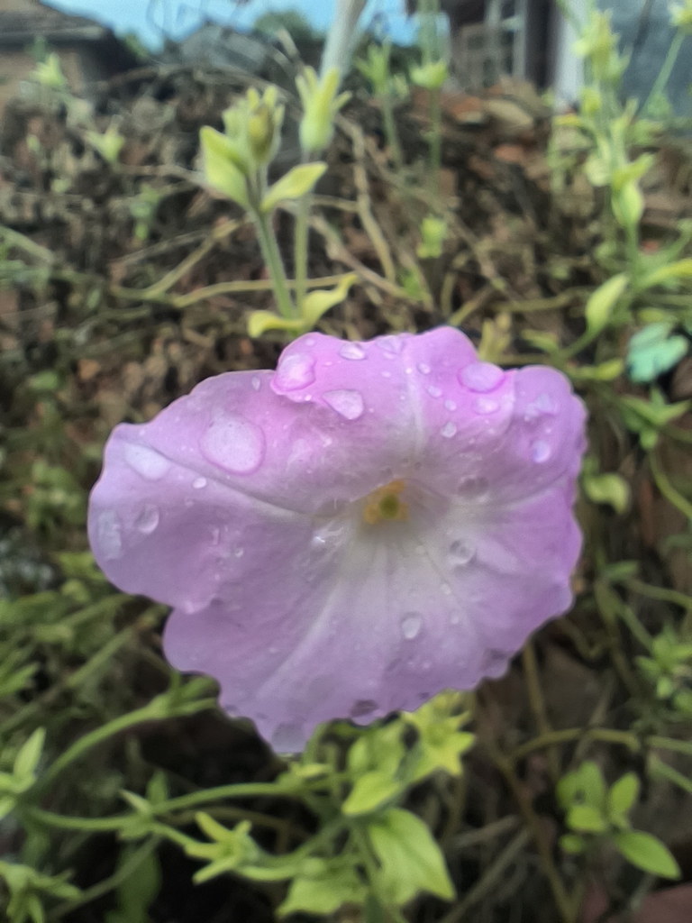 violetflower petunia from Hurnamadi, Hetauda 44100, Nepal on June 30 ...