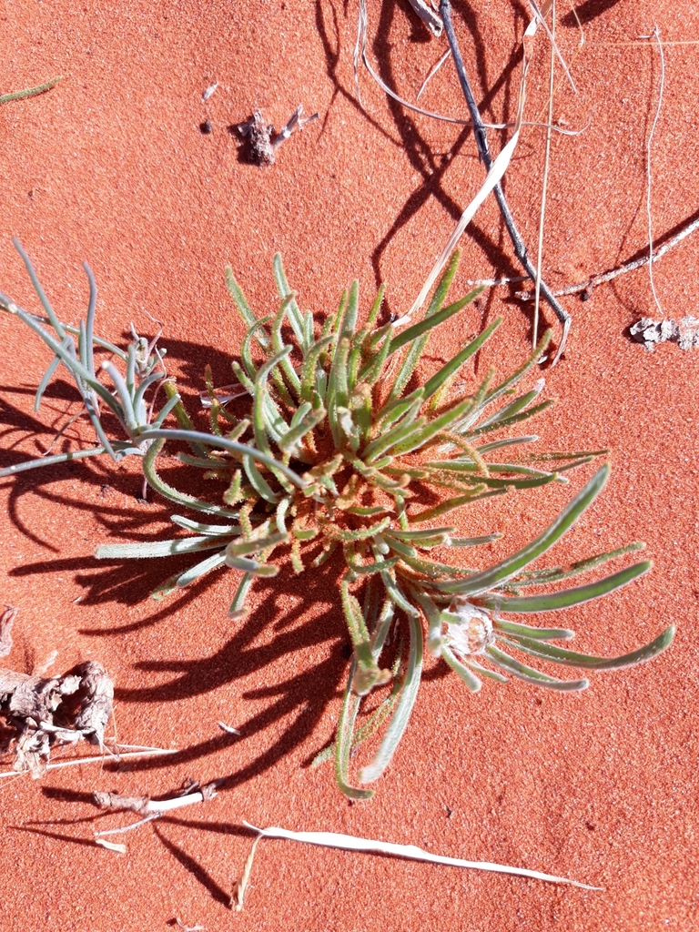 plants from Alice Springs on July 14, 2019 at 11:37 AM by Emily Sonter ...