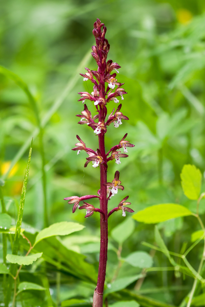 spotted coralroot in June 2024 by canuckamok · iNaturalist