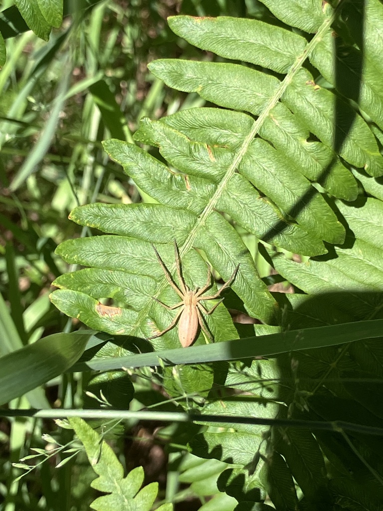 Oblong Running Spider from County Road 510, Negaunee, MI, US on July 01 ...