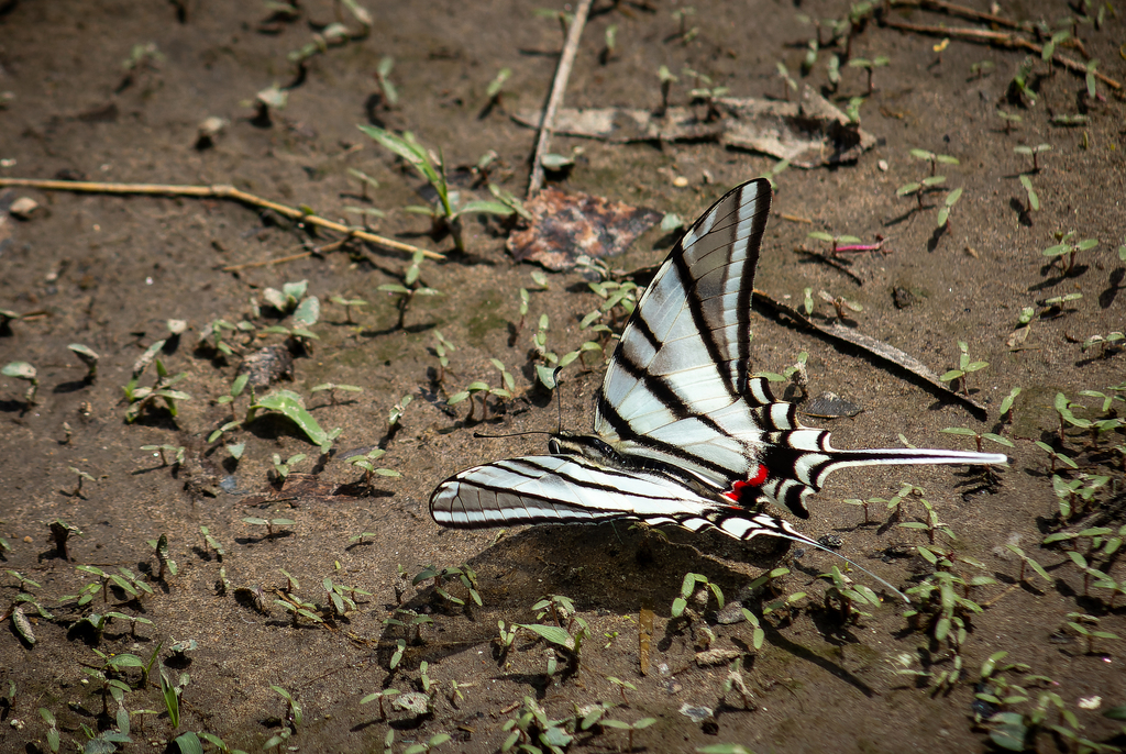 Mexican Kite Swallowtail from Guadalajara, Jal., México on June 30 ...