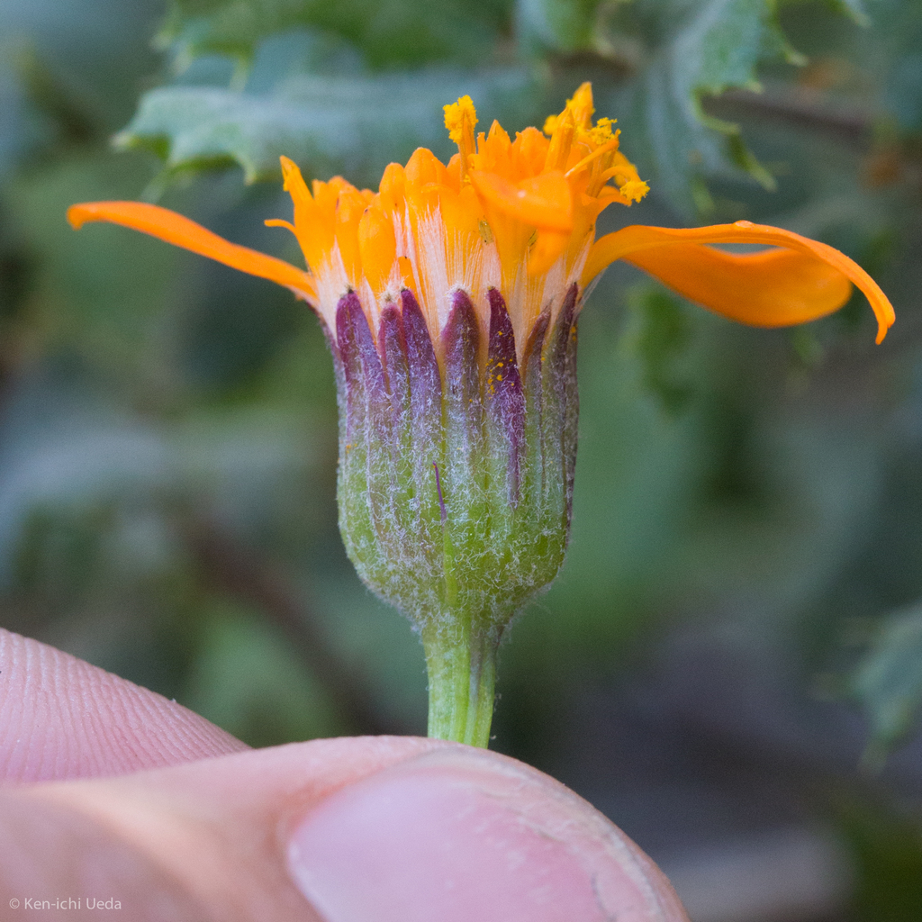 flame ragwort (Packera greenei) - Botanical Realm