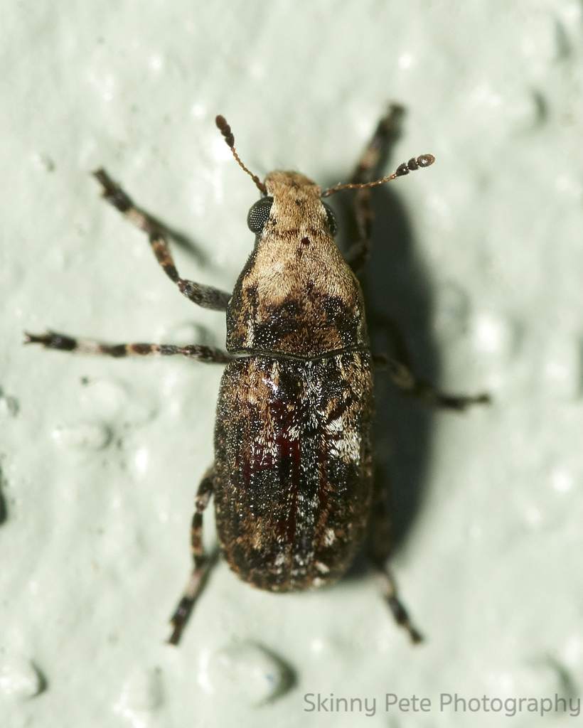 Rustic Fungus Weevil from Home on June 30, 2024 at 11:28 PM by Peter ...