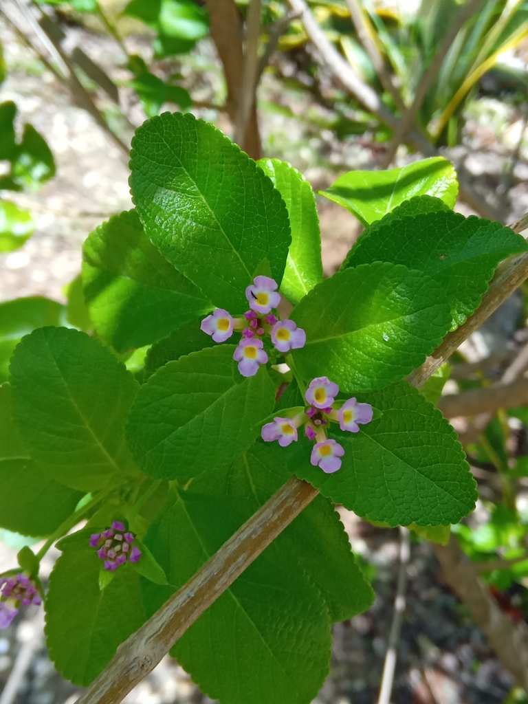 Button Sage from 77730 Q.R., México on July 1, 2024 at 12:54 PM by ...