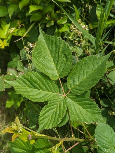 Yankee Blackberry (Rubus frondosus) · iNaturalist Guatemala