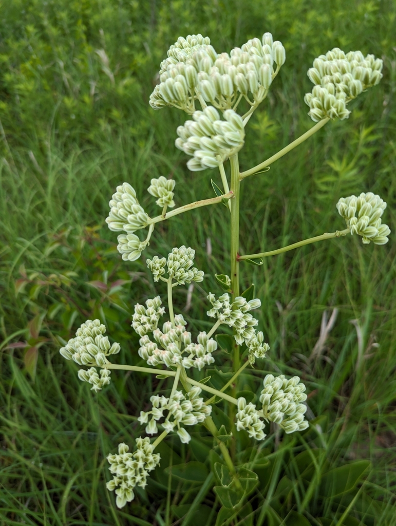 prairie Indian plantain from Southwest Topeka, Topeka, KS, USA on June ...