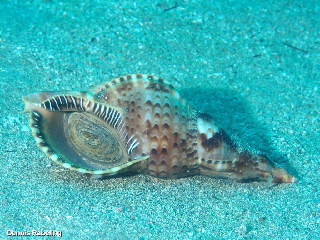 Atlantic Triton Snail from Las Palmas, ES-CN, ES on July 1, 2024 at 11: ...