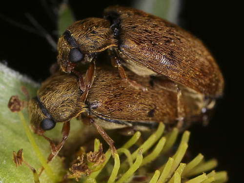 Fruitworm Beetles (Family Byturidae) · iNaturalist