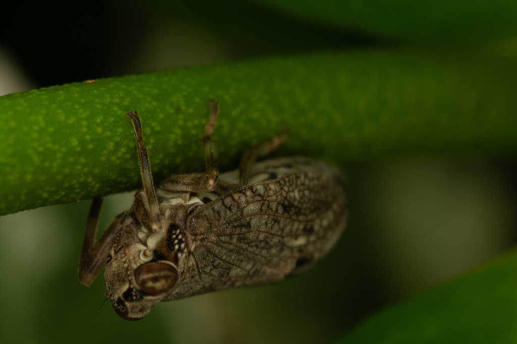 Issus coleoptratus in June 2024 by Alan Yoshioka · iNaturalist