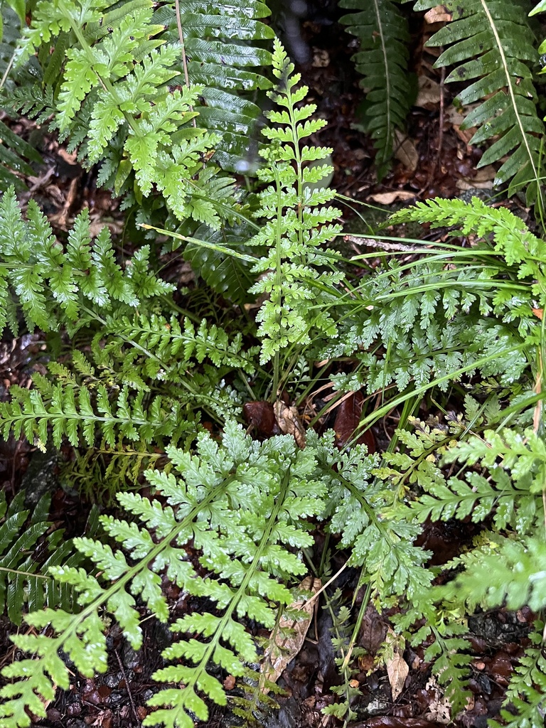 Hen and Chicks Fern from Fiordland National Park, Fiordland National ...