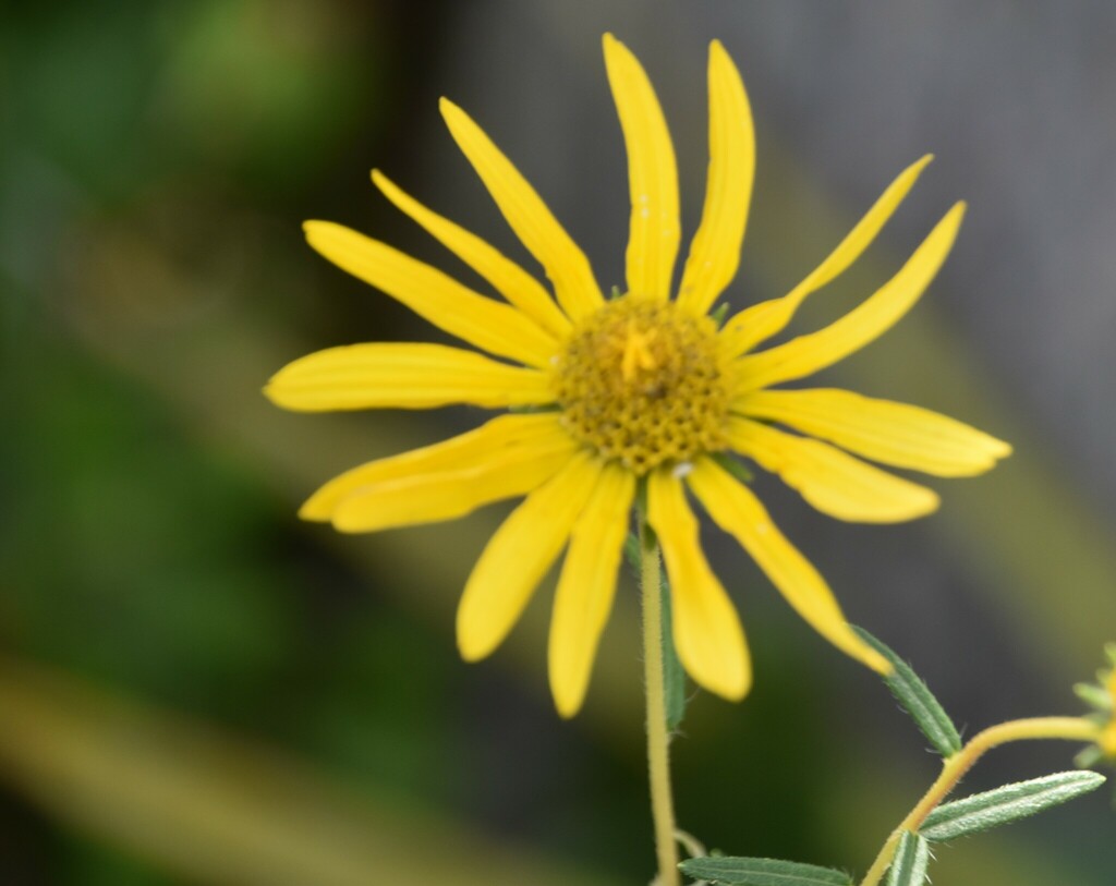 Florida false sunflower from Bellini Preserve on July 1, 2024 at 10:43 ...