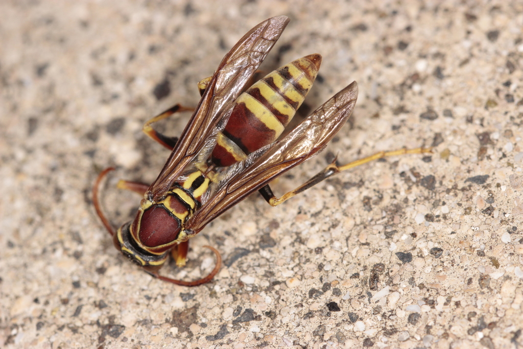 Guinea Paper Wasp from Kekaha, HI, USA on July 1, 2024 at 11:51 AM by ...