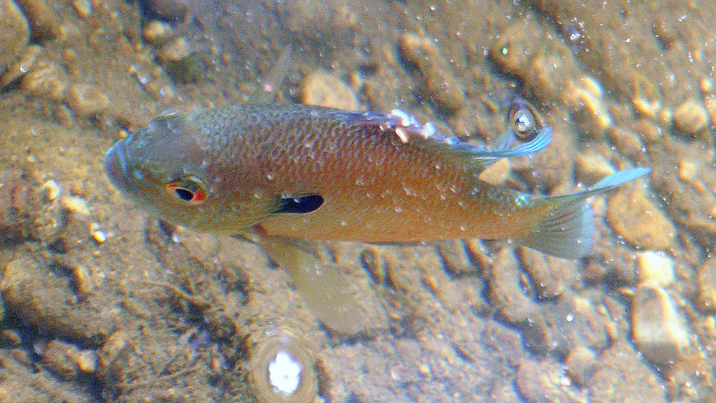 Plains Longear Sunfish from Dallas, TX, USA fish part of reinhart on ...
