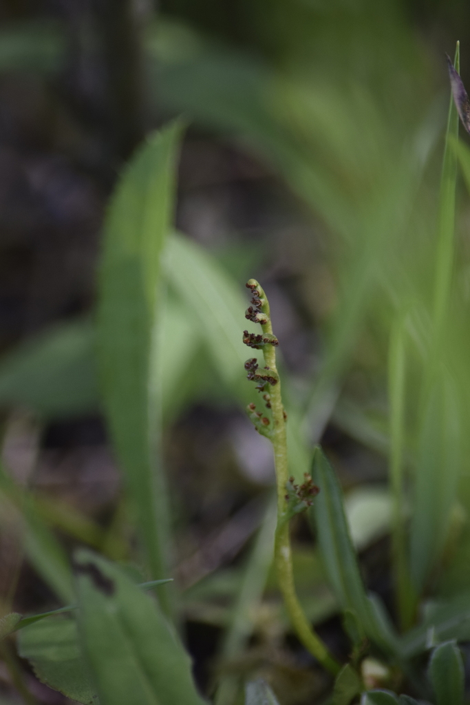 common moonwort from Gatchinskiy rayon, RU-LN, RU on June 30, 2024 at ...