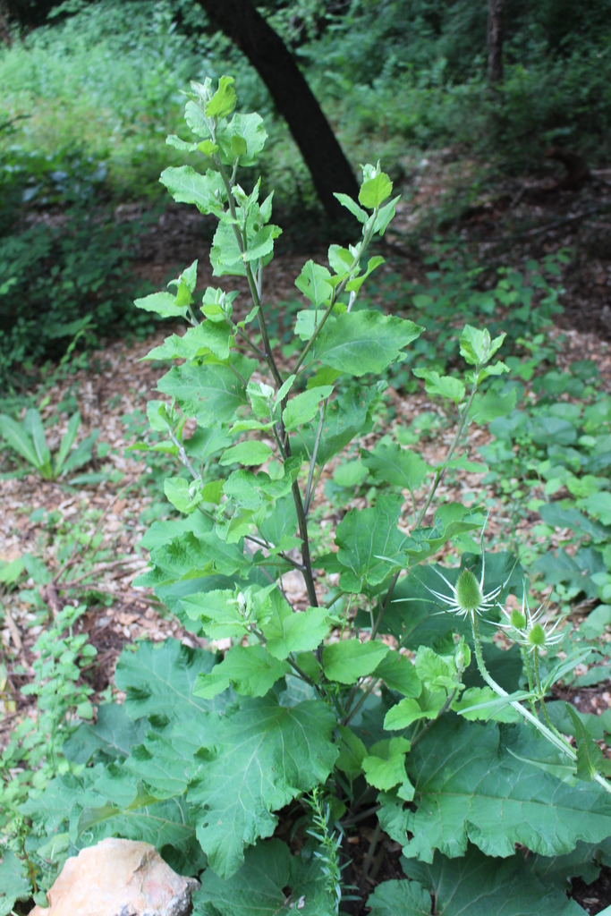 Common Burdock (Noxious Weeds of Colorado) · iNaturalist