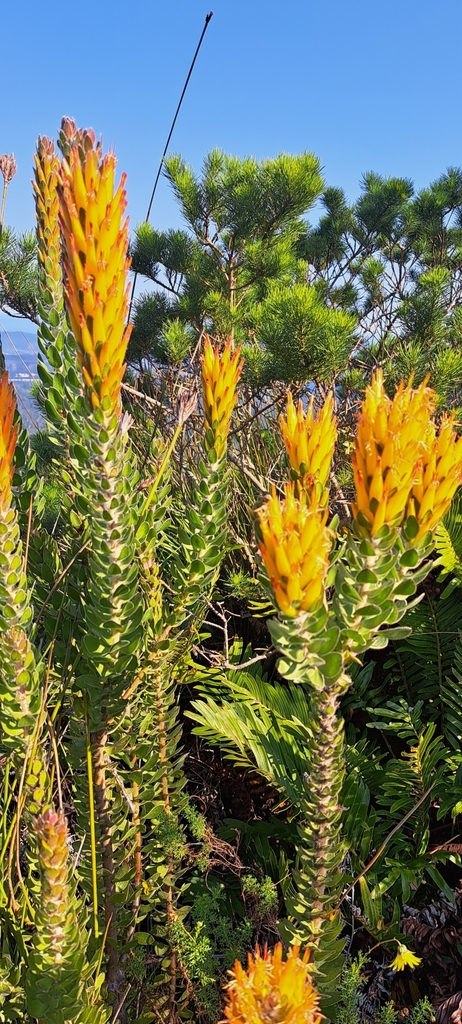 Threeflower Pagoda from Knysna Local Municipality, South Africa on June ...