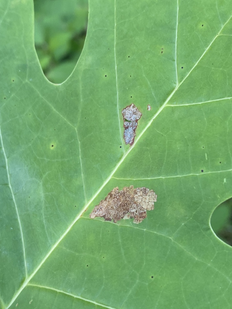 Winged and Once-winged Insects from River Rd, Flanders, NJ, US on July ...