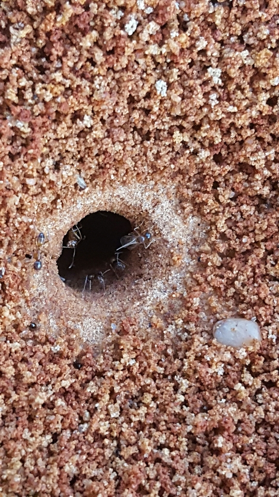 Yellow Pyramid Ant from Tarrant County, US-TX, US on June 14, 2016 at ...