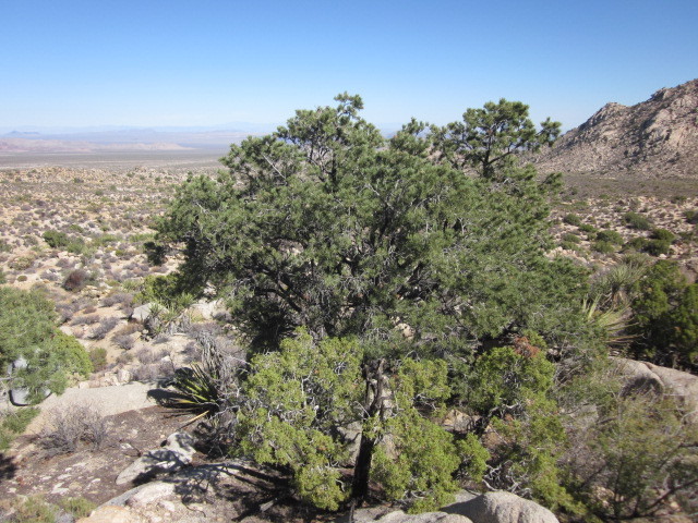 singleleaf pinyon from Old Woman Mountains Wilderness on October 21, 2017 at 01:53 AM by Shane ...