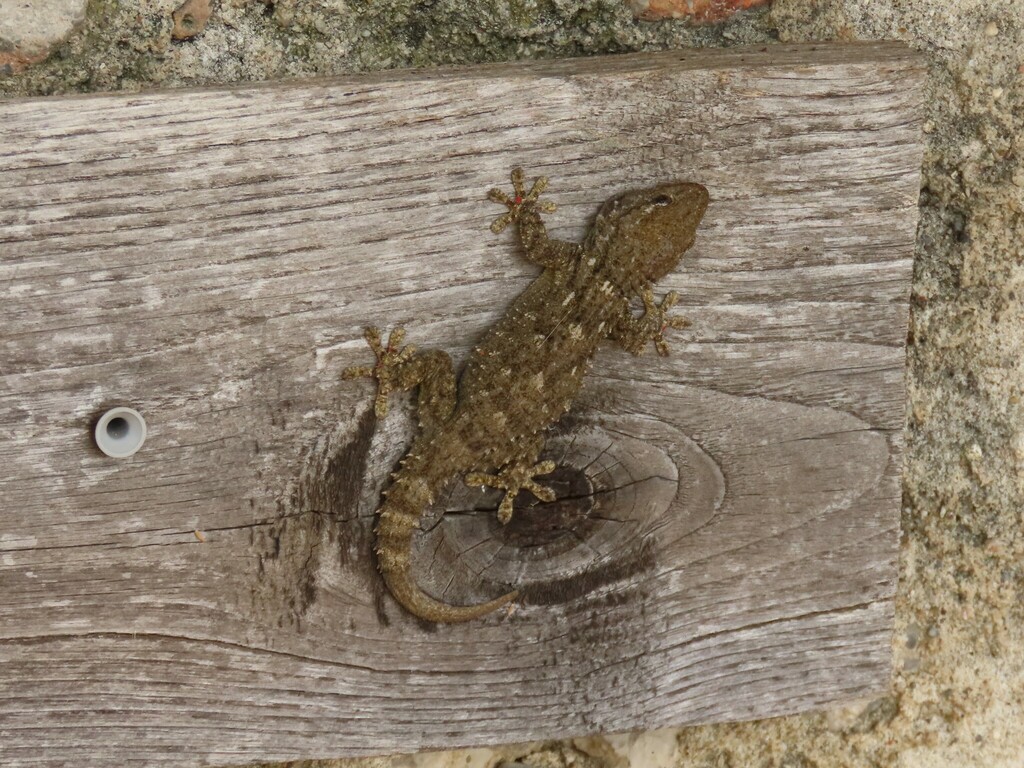 Moorish Gecko from Province of Savona, Italy on June 20, 2024 at 03:05 ...