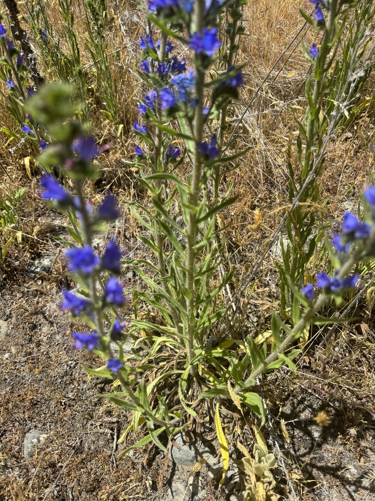 viper's-bugloss from South Island/Te Waipounamu, Lake Tekapo ...