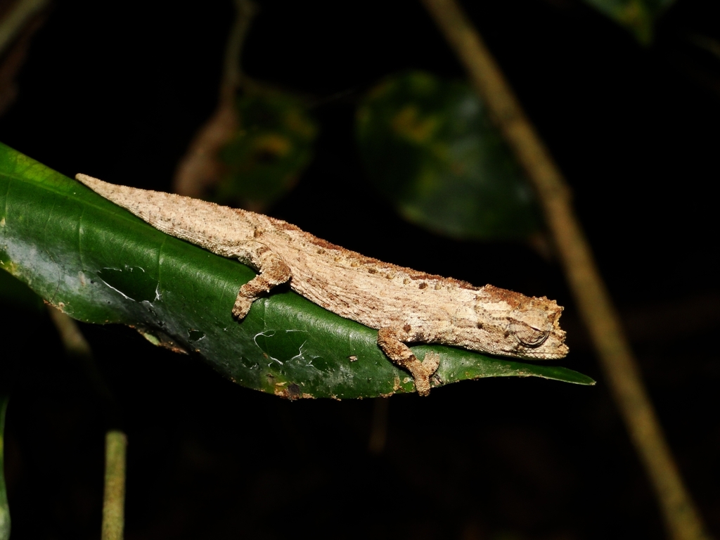 Desperate Leaf Chameleon in January 2013 by globalherping · iNaturalist