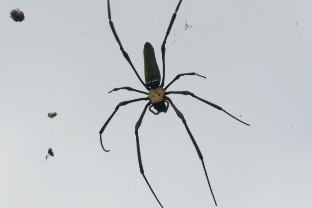 Giant Golden Orbweaver from Daintree Rainforest, 2333 Cape Tribulation ...