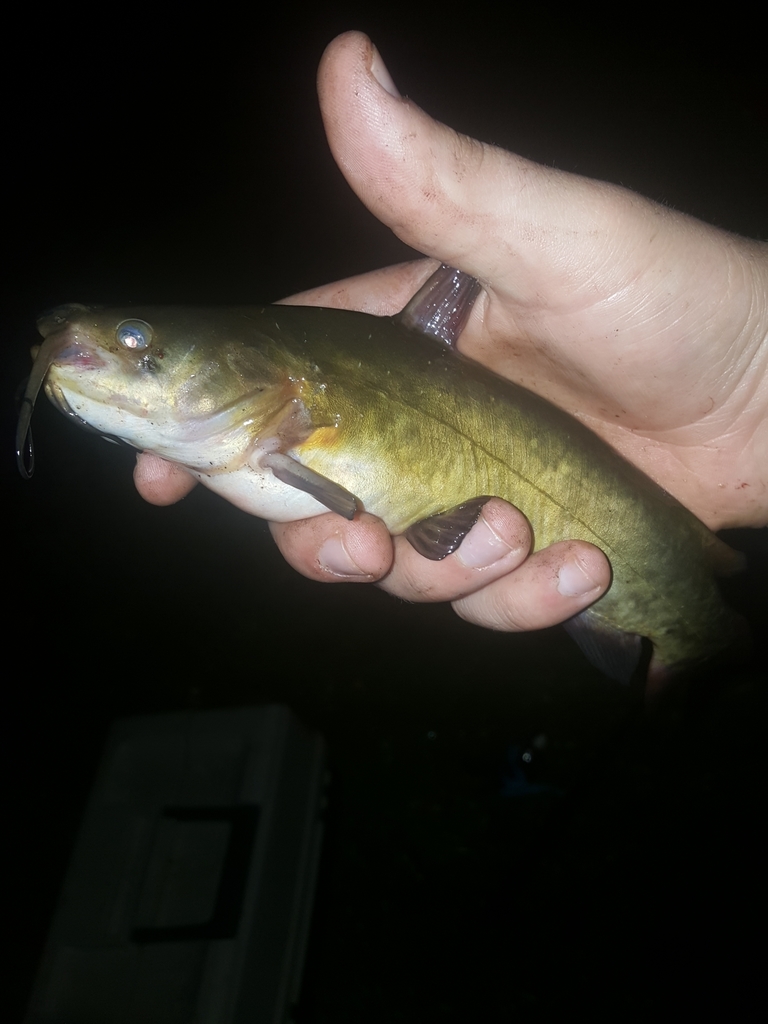 Brown Bullhead from Westford, WI, USA on May 25, 2019 at 12:20 AM by ...