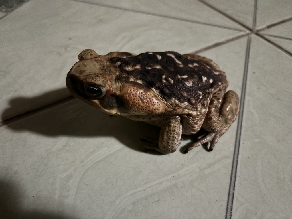 Cururu Toad from Taperuaba, Sobral, CE, BR on July 1, 2024 at 06:57 PM ...