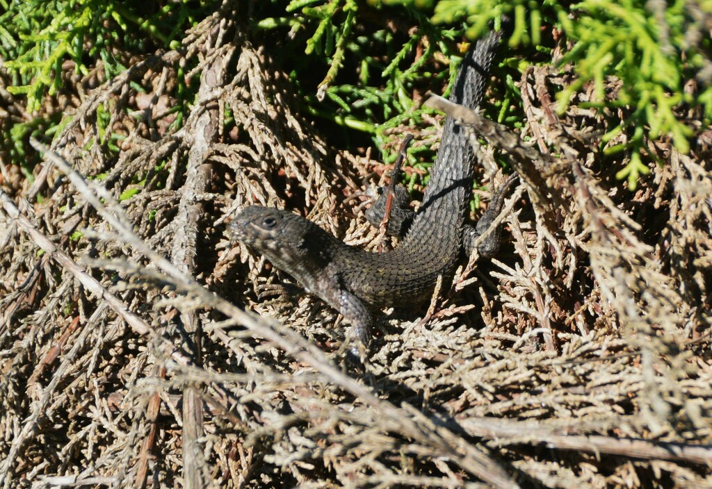 Shiny Smooth-throated Lizard from Algarrobo, Valparaíso, Chile on July ...