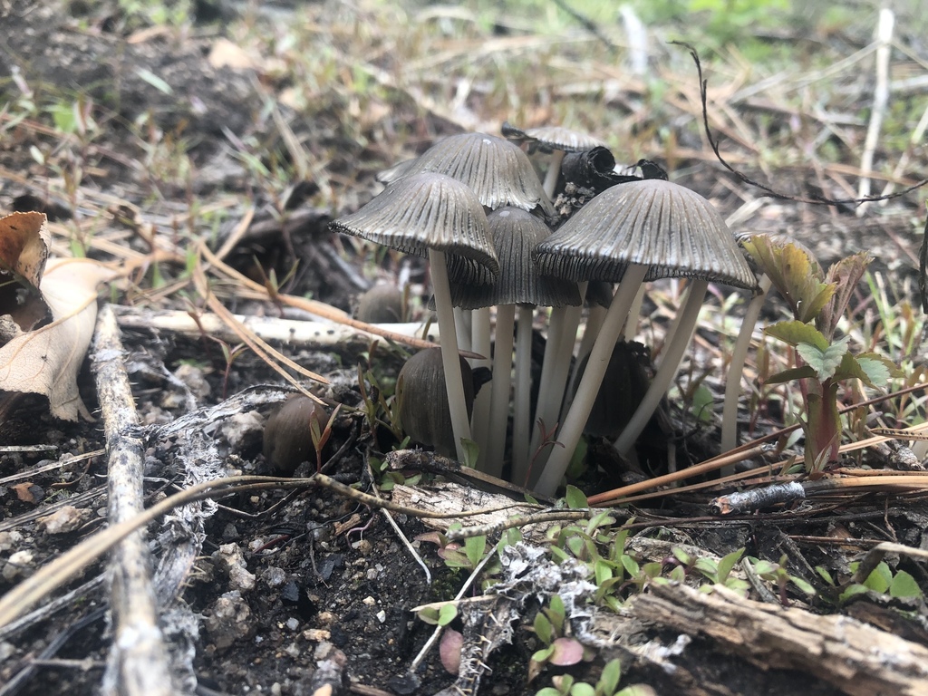 Psathyrellaceae from Boise County, US-ID, US on May 26, 2019 at 01:41 ...