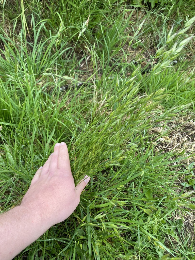 common soft brome from Garrow Hill, York, England, GB on July 1, 2024 ...