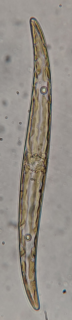 Pleurosigma from Gold Coast QLD, Australia on July 1, 2024 at 10:38 AM ...