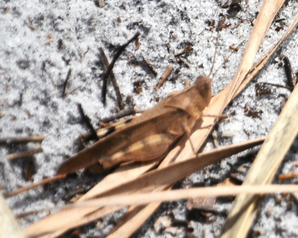 Crepitating Grasshopper from Bellini Preserve on July 1, 2024 at 11:53 ...