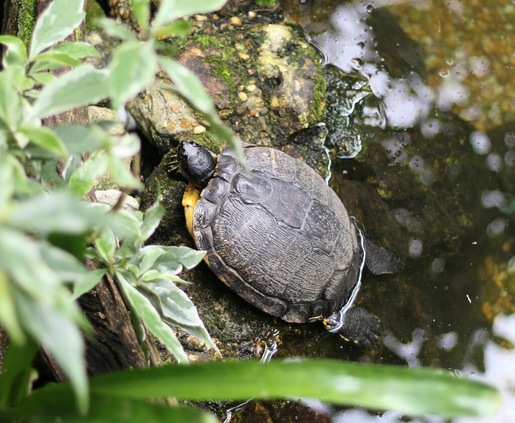 Pond Slider from Gainesville, FL, USA on June 28, 2024 at 10:50 AM by ...