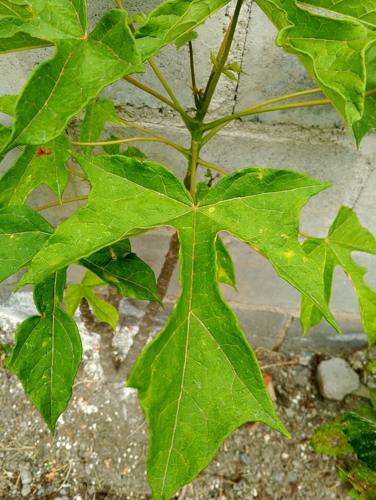 papaya family from 9C4P+2J2, Tamaute, Ecuador on June 30, 2024 at 02:26 ...